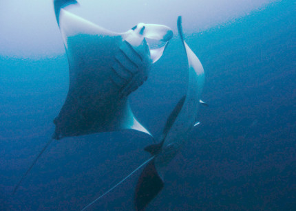 Manta Reproduction