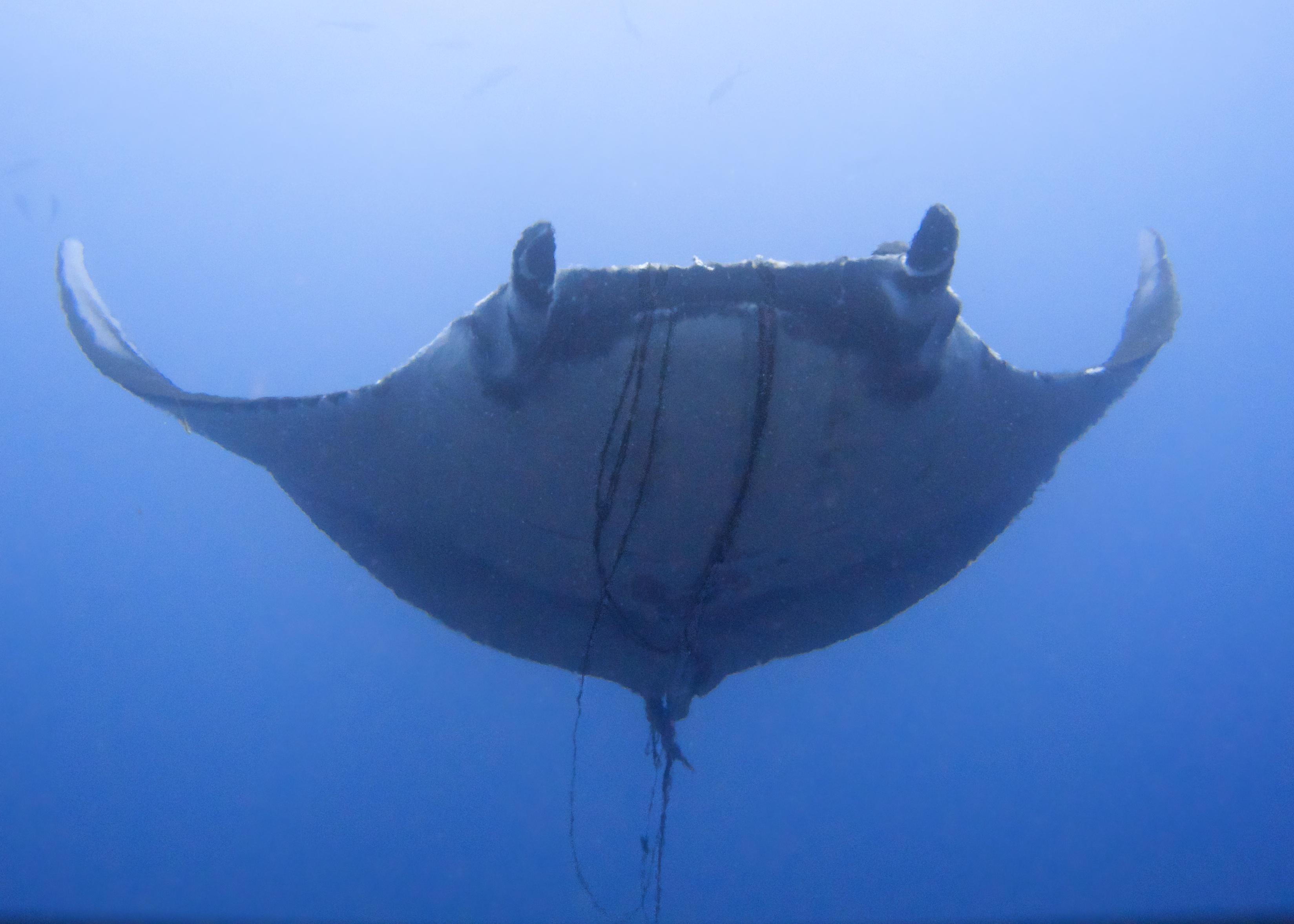 The One That Got Away: A Manta Rescue - MantaWatch