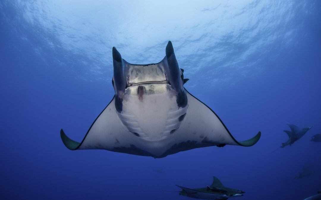 Mobula Rays Threatened with Extinction due to Overfishing - MantaWatch
